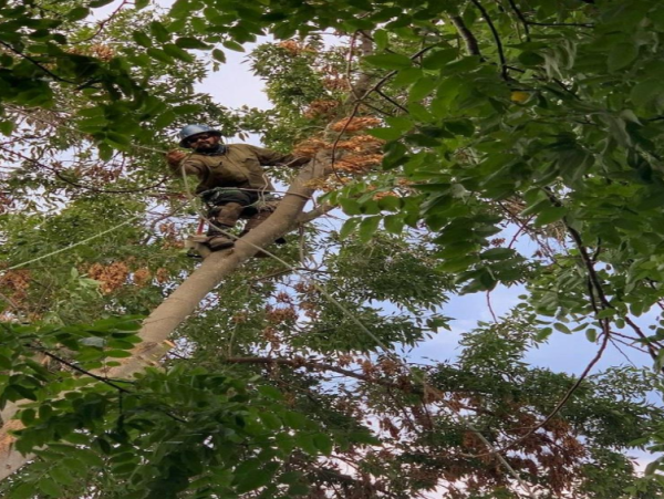 A Comprehensive Guide To Tree Pruning Techniques By Ljr Tree Services Inc. | User | thepilotnews.com