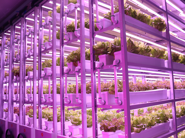 Diagram of Multilayer Vertical Cultivation in the LumiAgro Plant Factory